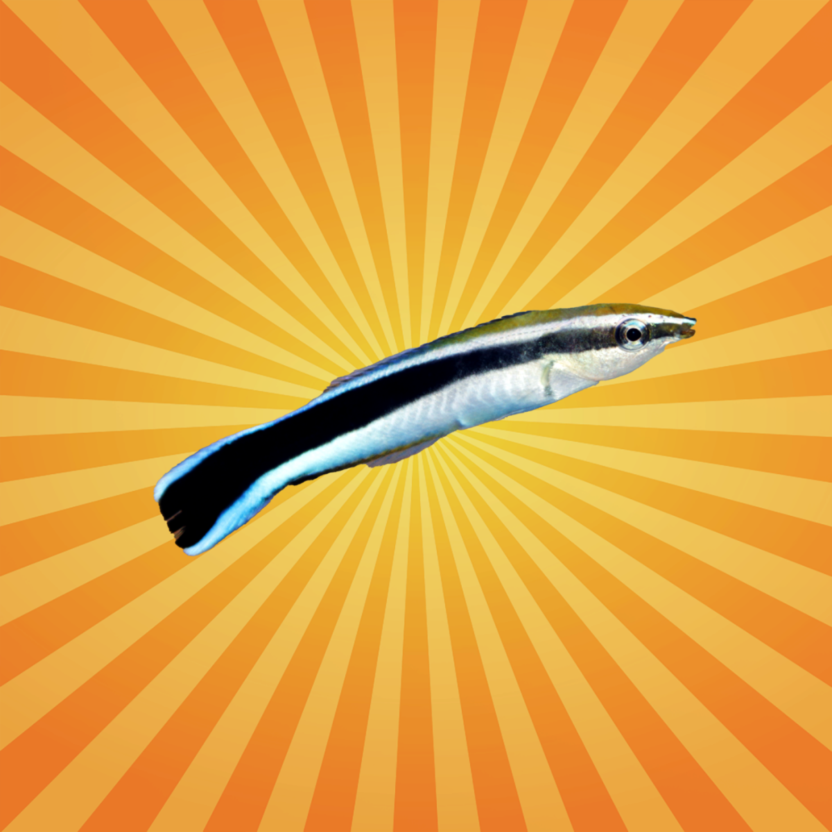 Le labre nettoyeur fait des massages à ses meilleurs clients - Podcast