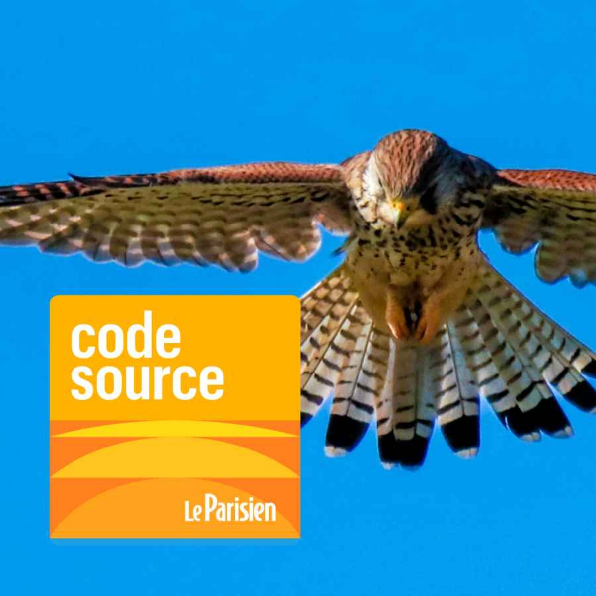 Faucon crécerellette : récit d'une fragile réintroduction - Podcast